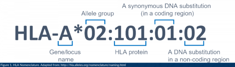 HLA Typing: Learn more from OrganaBio, A CDMO in Miami FL
